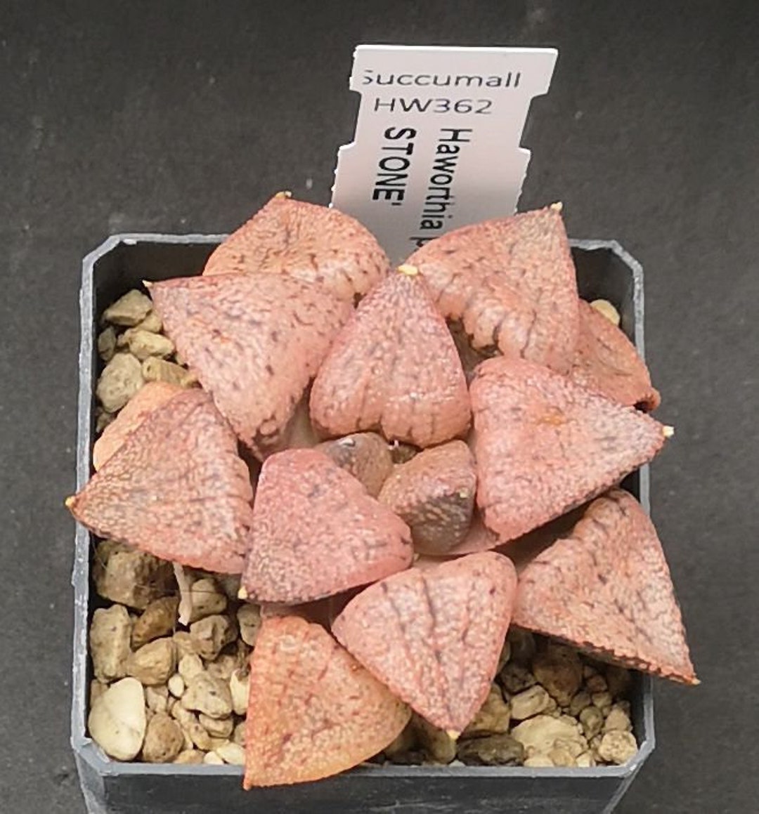HW362 Haworthia Picta 'RED STONE' XXL ! Read Description! - Etsy
