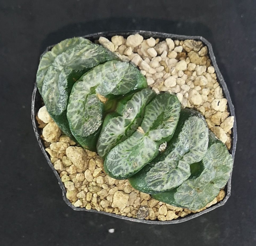 Hawothia Truncata 'ATSUMORI' XXL 9 ! Read Description! - Etsy
