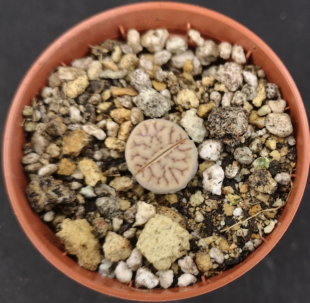 Lithops Bromfieldii C44 - Etsy