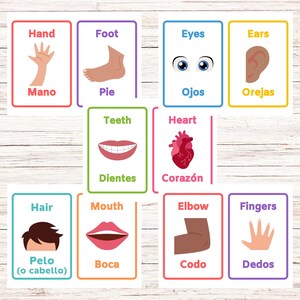 Bilingual Body Parts Flashcards-spanish and English Printable (large ...