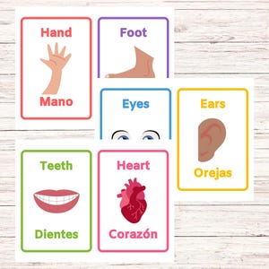 Bilingual Body Parts Flashcards-spanish and English Printable (large ...