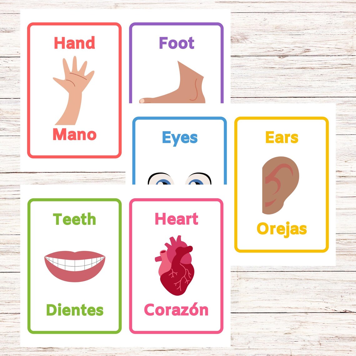 Bilingual Body Parts Flashcards-spanish and English Printable (large ...