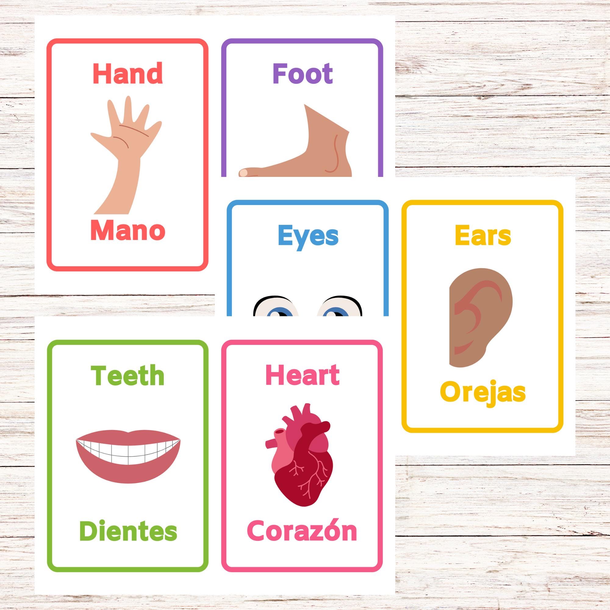 Bilingual Body Parts Flashcards-spanish and English Printable (large ...