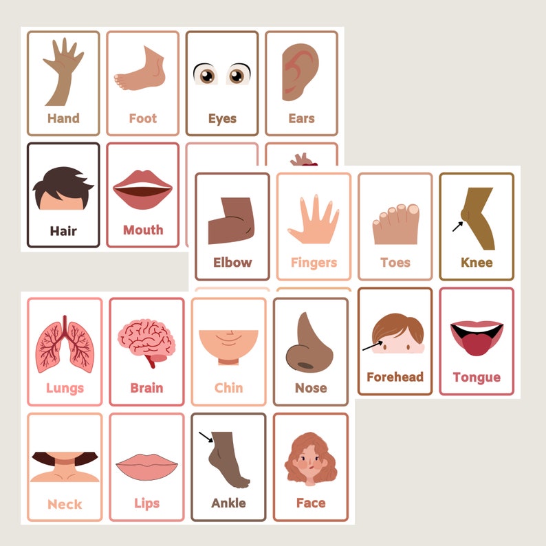 Aesthetic Body Parts Flashcards Printable-study Tools, Kid’s Review ...