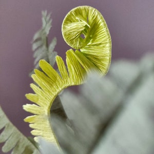 Crepe Paper Fern, Paper Fiddleheads, Set of 5, Paper Bouquet Filler ...