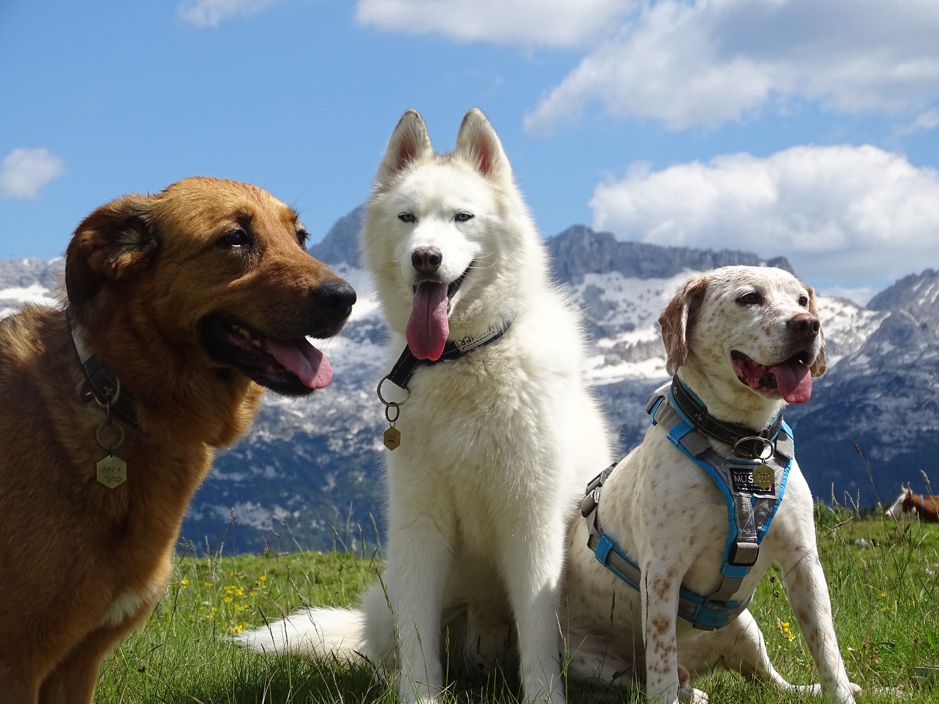 Etiqueta de perro de cobre hecha a mano, etiqueta de identificación de ...