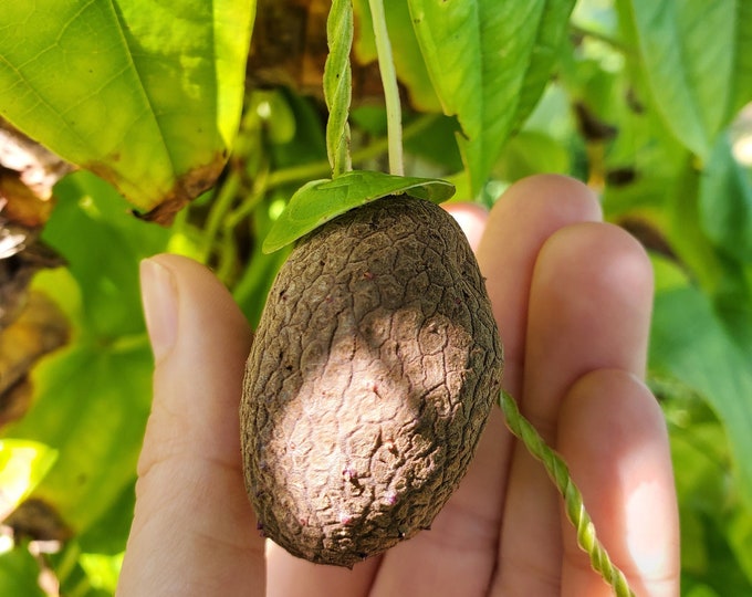 Ube Tuber Bulbil Slip / Dioscorea Alata / Tropical Purple or White Yam ...