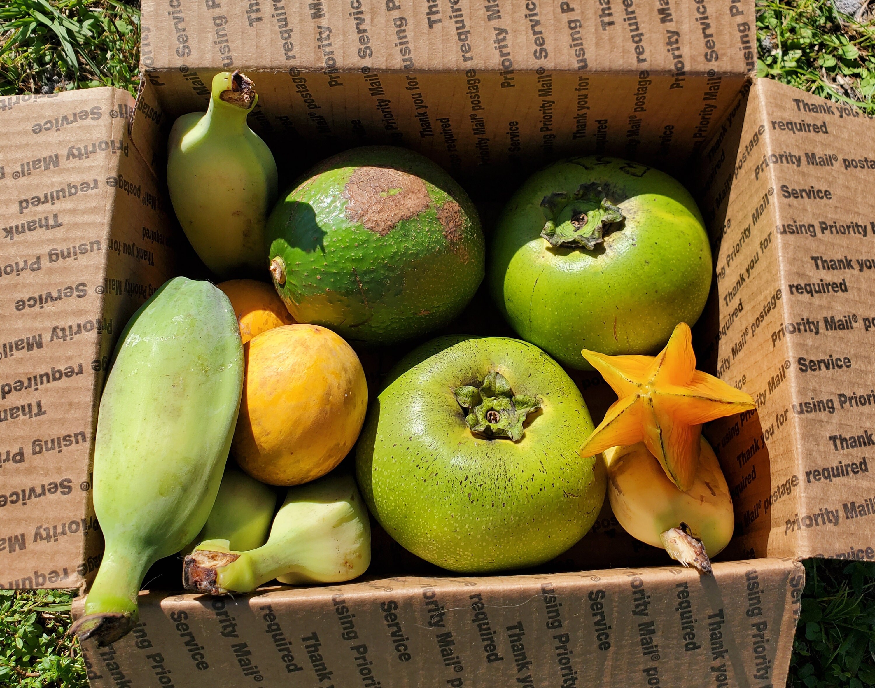Tropical Fruit Variety Box / Fresh Exotic Fruit - Etsy