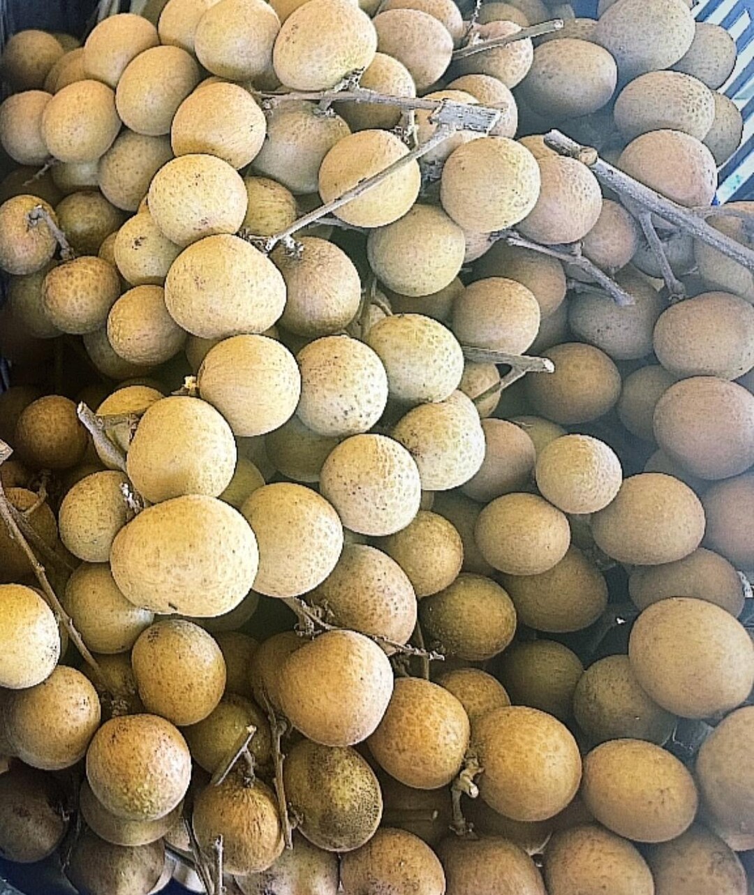 Fresh Longan Fruits 3-4lbs / Florida Longans / Rare Tropical Fruit - Etsy