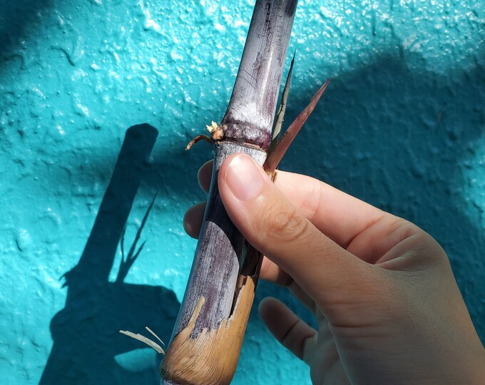 Red Napier Grass Cuttings (fast Growing Mulch or Animal Feed) - Etsy