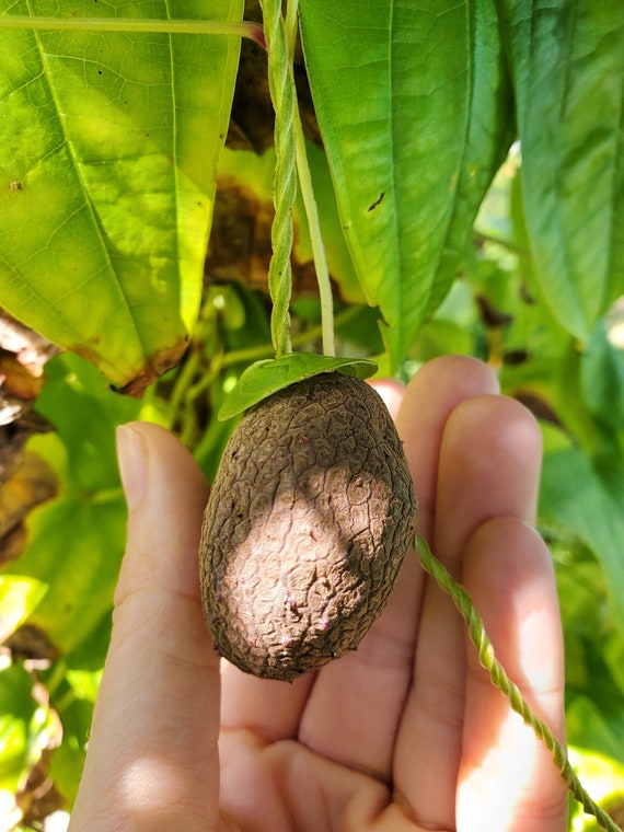 Ube Tuber Bulbil Slip / Dioscorea Alata / Tropical Purple or - Etsy