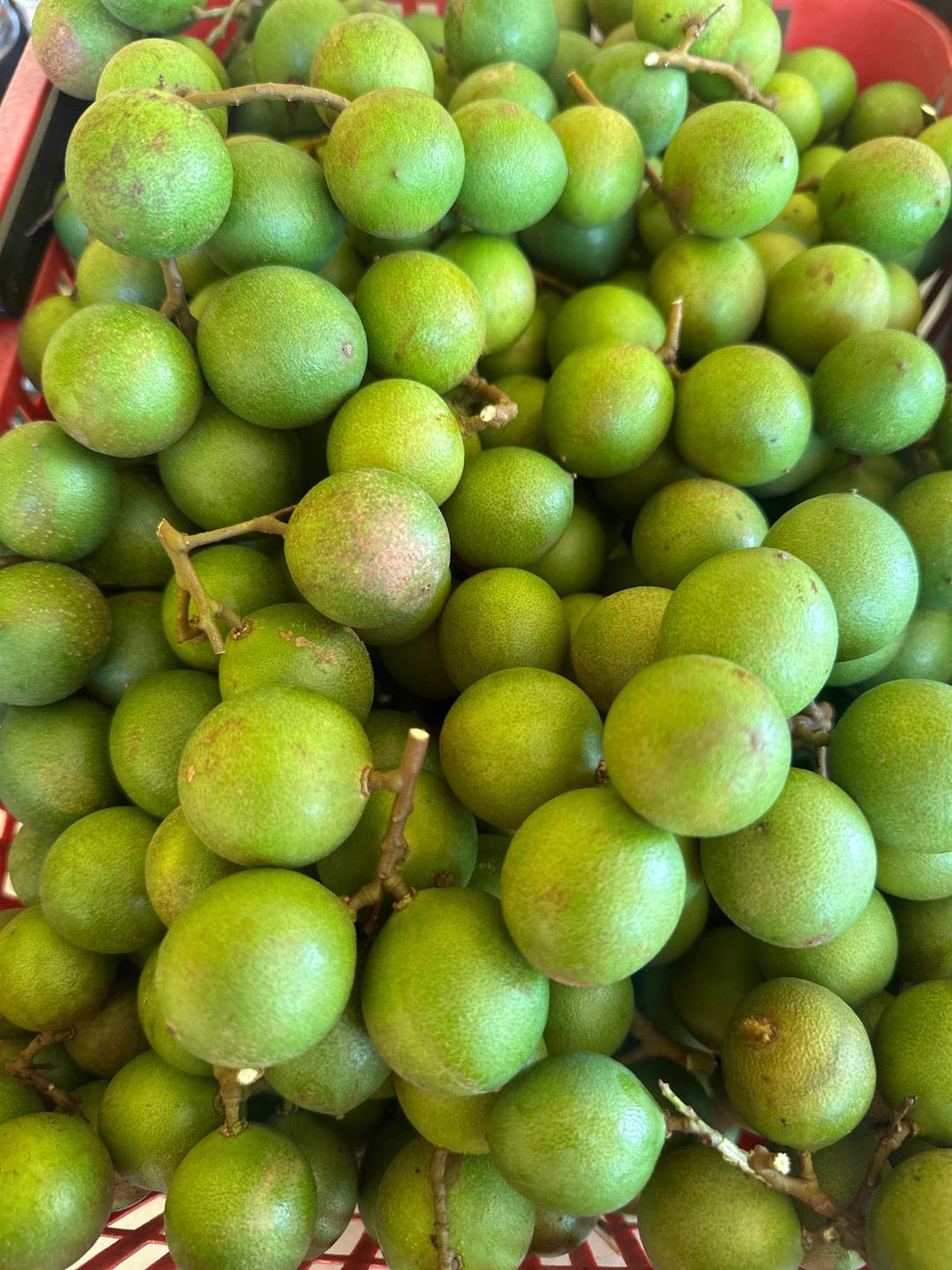 Mamoncillo / Guinep / Quenepa / Spanish Lime / Rare Tropical Fresh Florida Fruit / 1lb - Etsy