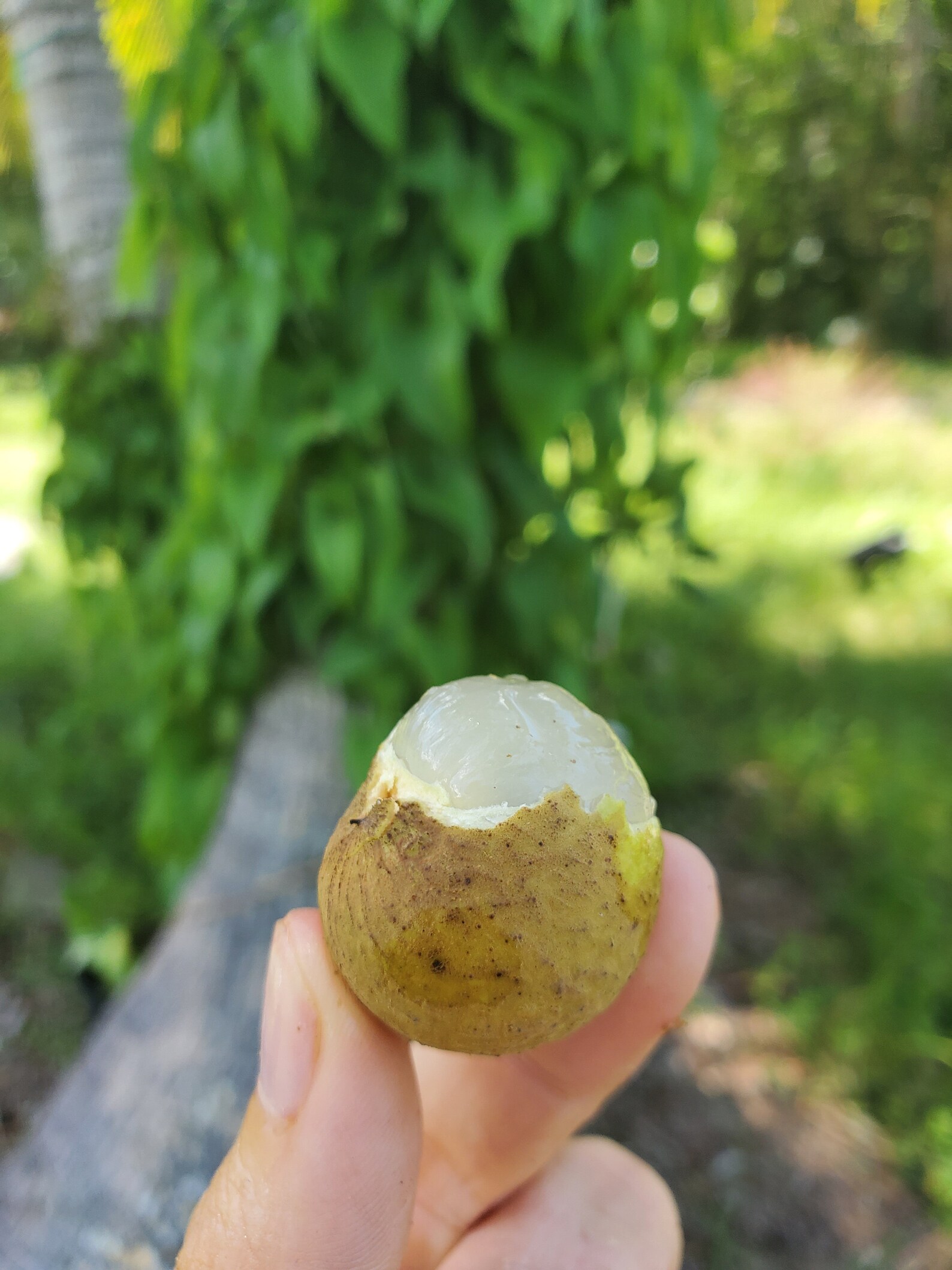 Fresh Longan Fruits 3-4lbs / Florida Longans / Rare Tropical Fruit - Etsy