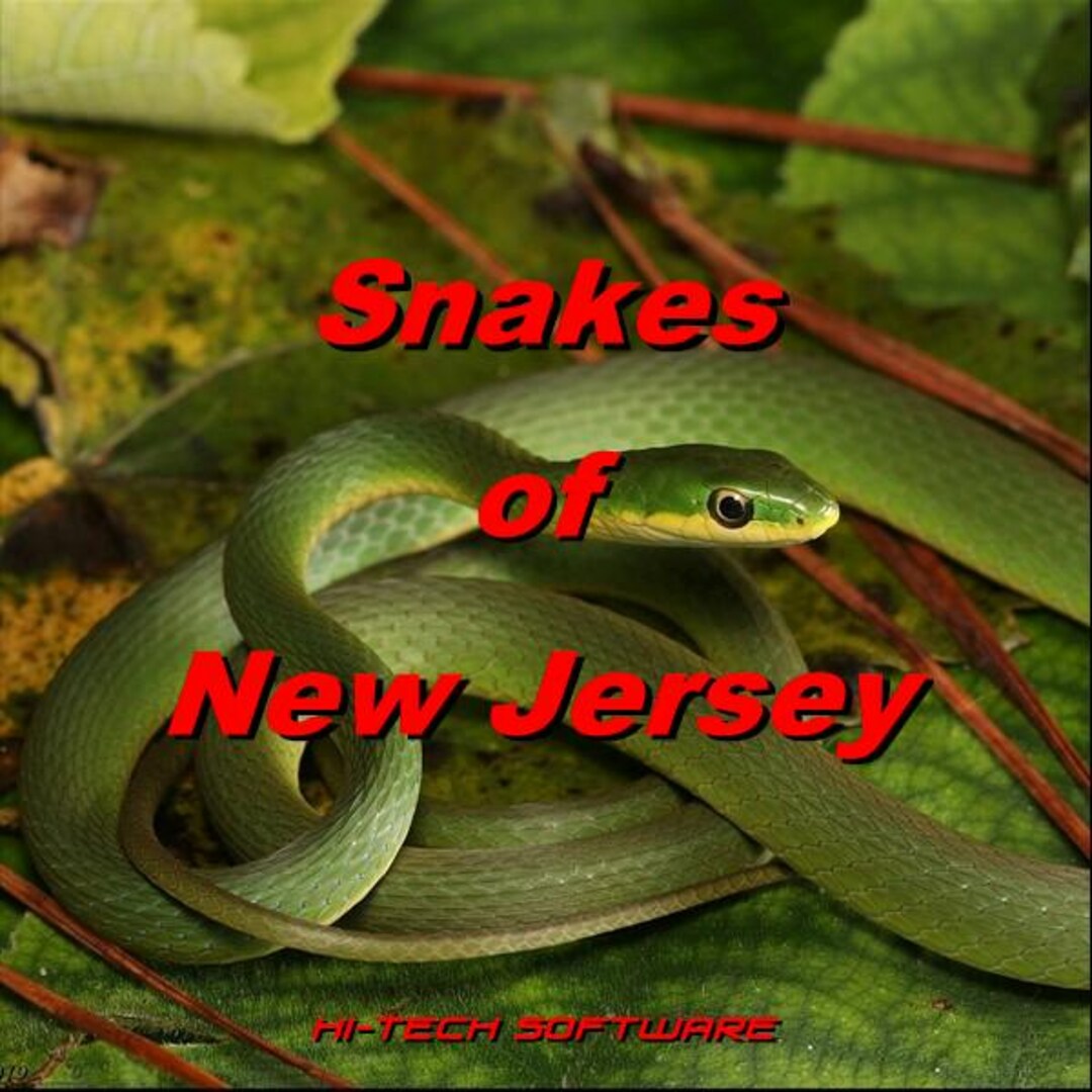 Snakes of New Jersey - Etsy