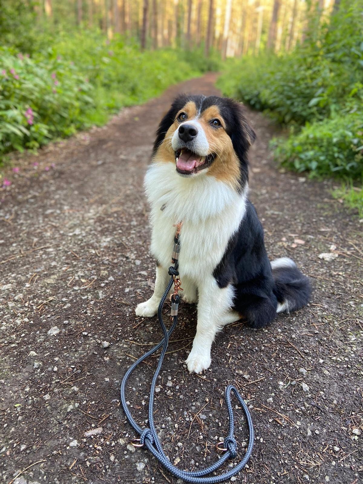 Dog Collar and Leash Made of PPM Rope | Etsy