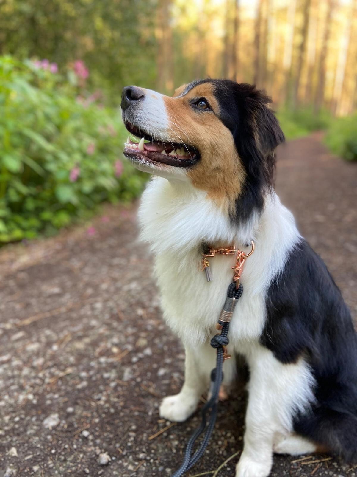 Dog Collar and Leash Made of PPM Rope | Etsy