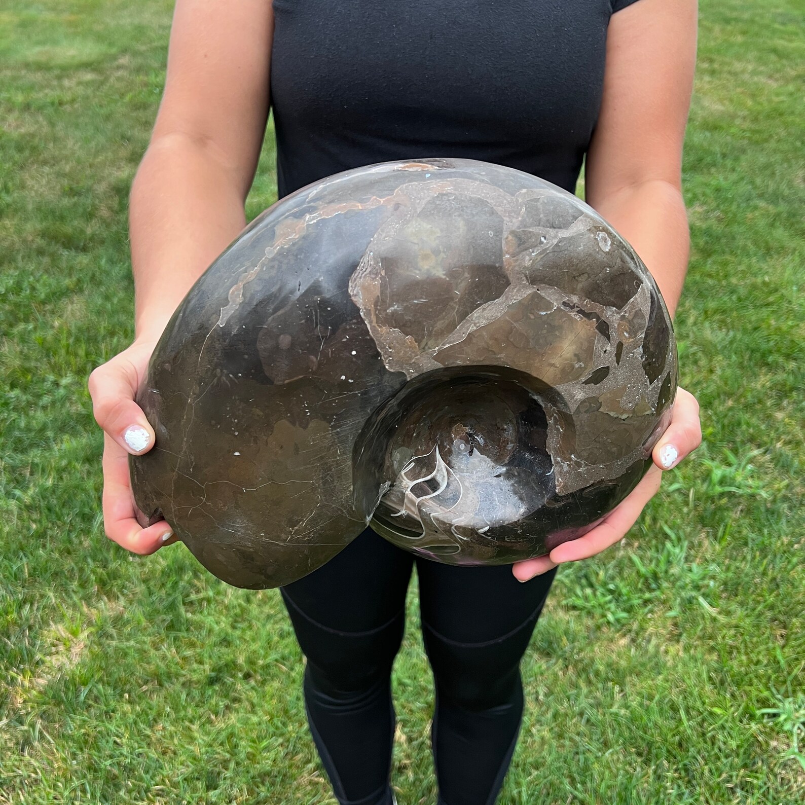 Flash Sale HUGE 25.48 POUND Orthoceras Ammonite Fossil Ornamental ...