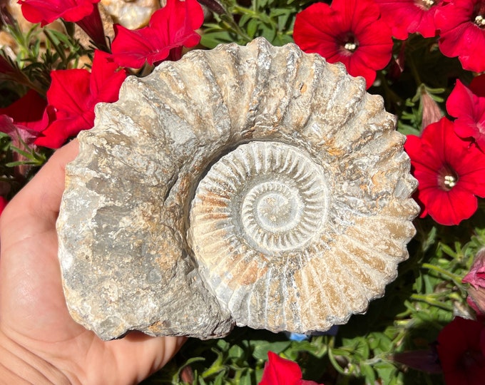 Opalized Ammonite / Fire Ammonite / Ammonite Specimen / Polished ...