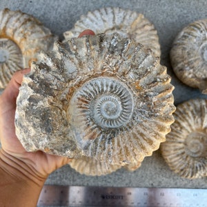 Flash Sale!!** LARGE (1) Raw Ammonite Fossil Cephalopod Perfect Gift ...