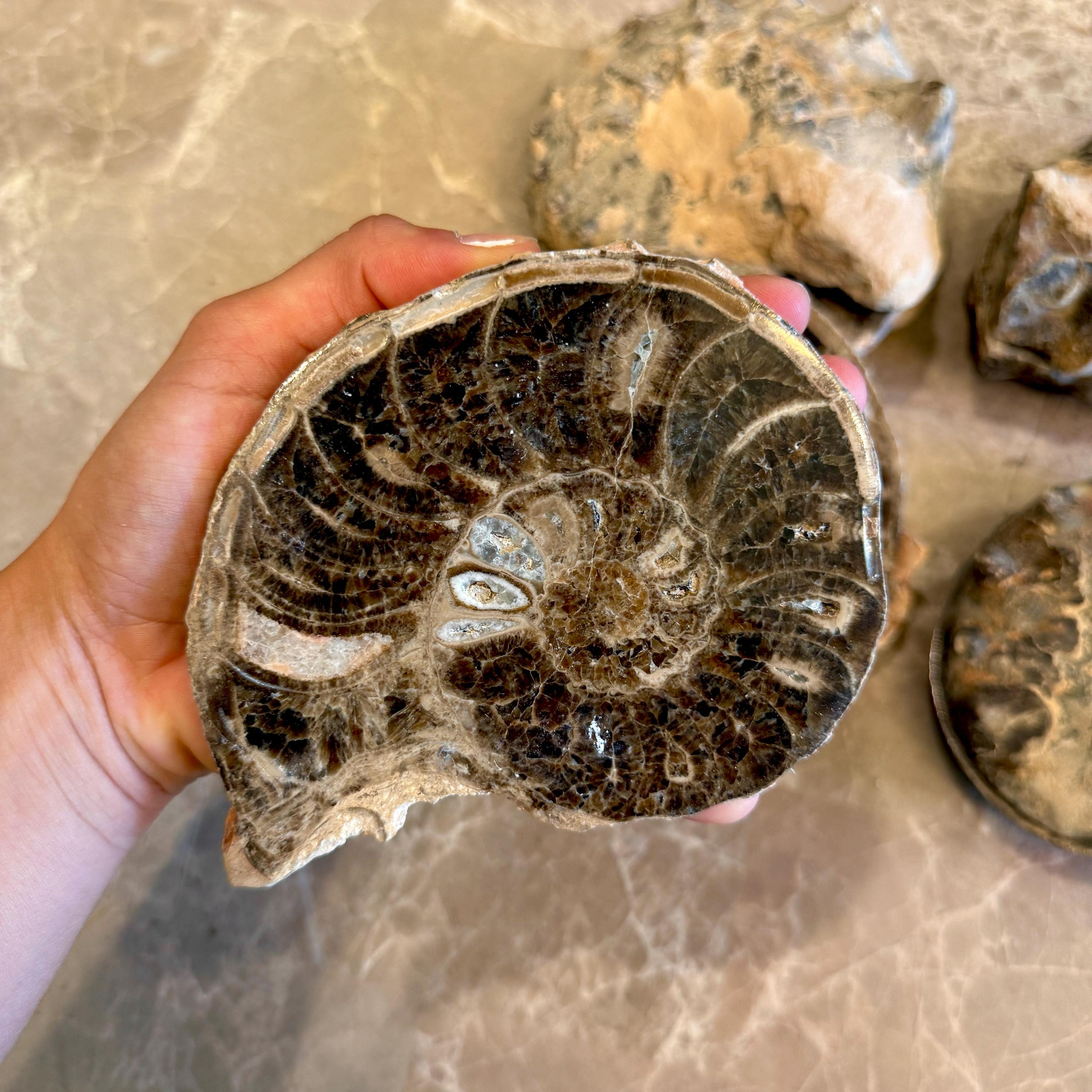 Ammonite Fossil Pair Extra Large (1) Cut & Highly Polished 5–6” 250 ...