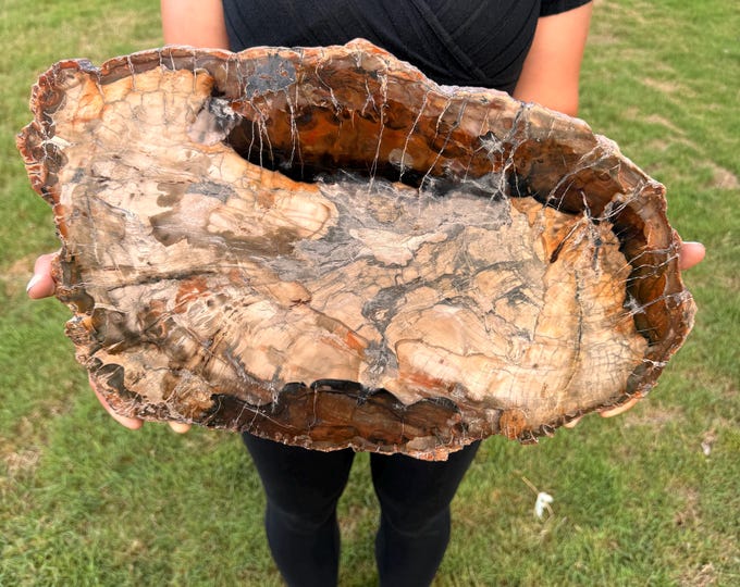 Christmas Sale!!** LARGE 17" Arizona Petrified Wood Slab Polished - W ...