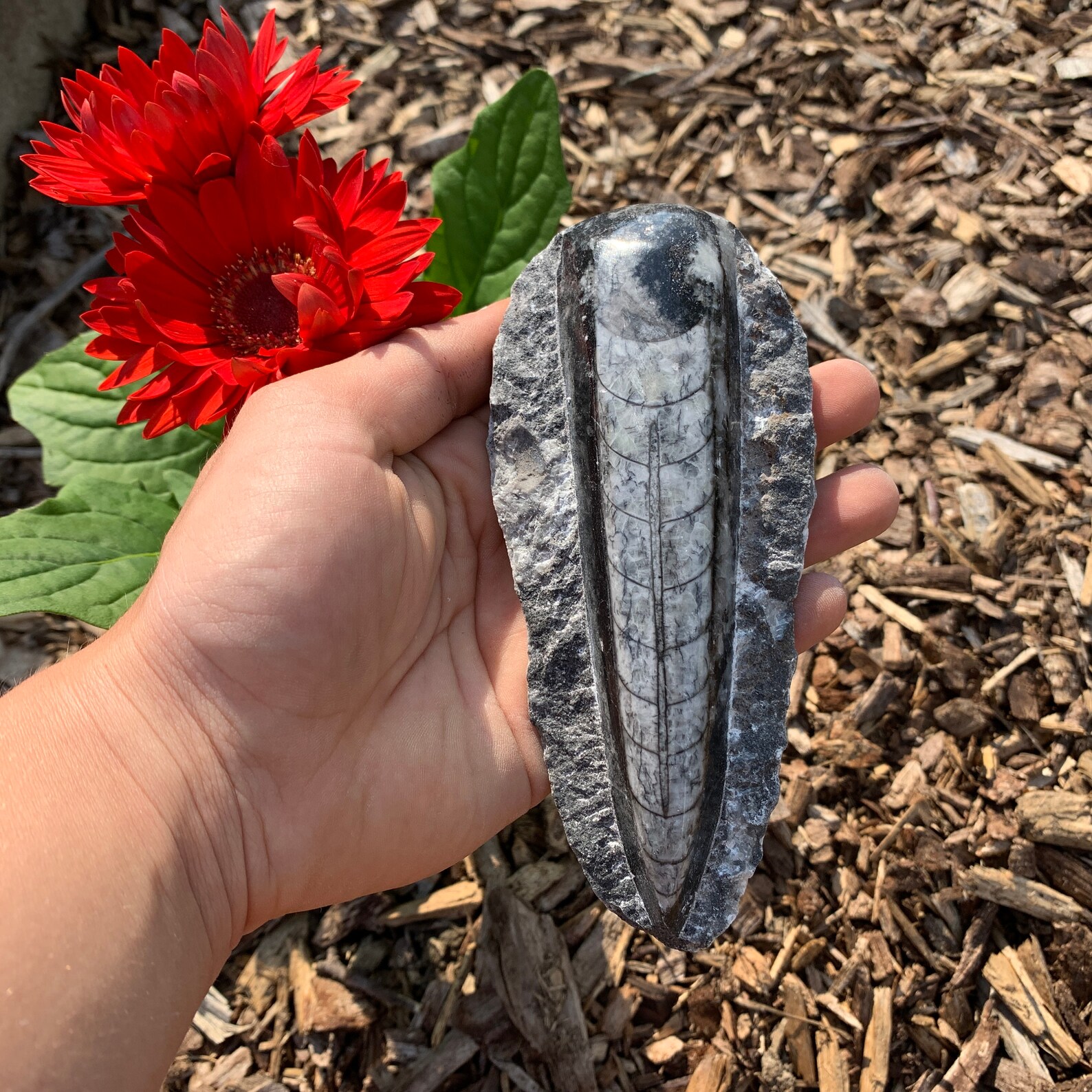 EXTRA LARGE 1 Black Orthoceras Fossil 350 Million Years | Etsy