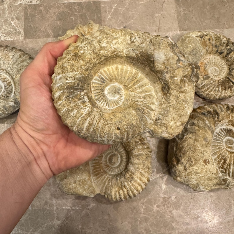 EXTRA LARGE (1) Raw Ammonite Fossil Cephalopod - 250 Million Years Old ...