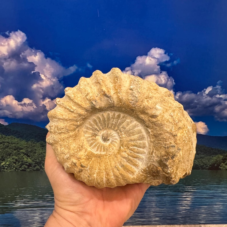 EXTRA LARGE (1) Raw Ammonite Fossil Cephalopod - 250 Million Years Old ...