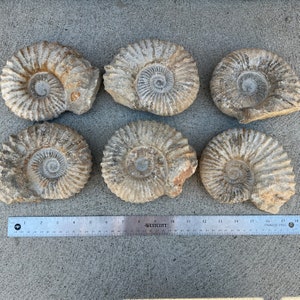 Large Raw Ammonite Fossil – 250 Million Year Old Cephalopod. 3-5” - Etsy