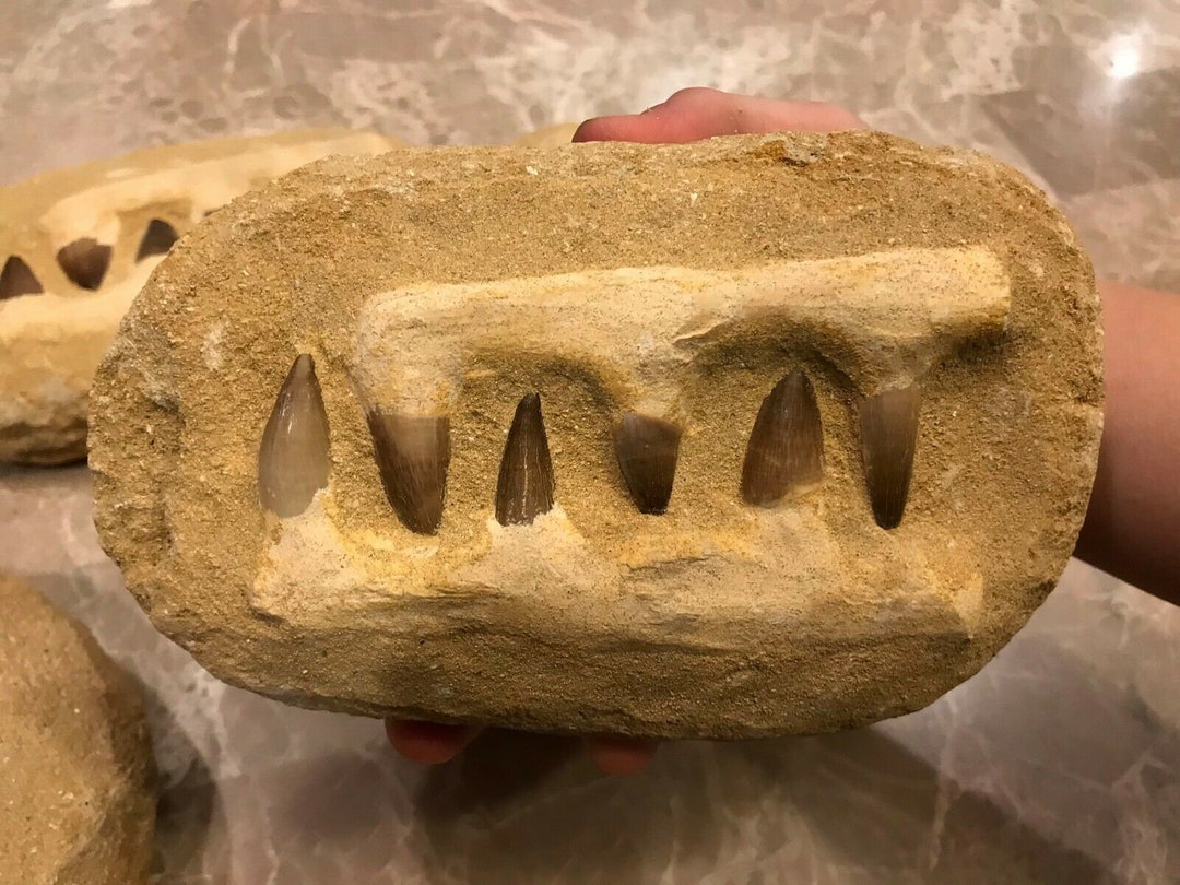 Flash Sale!!** Mosasaur Teeth Fossil Specimen in Matrix Mosasaur Jaw ...