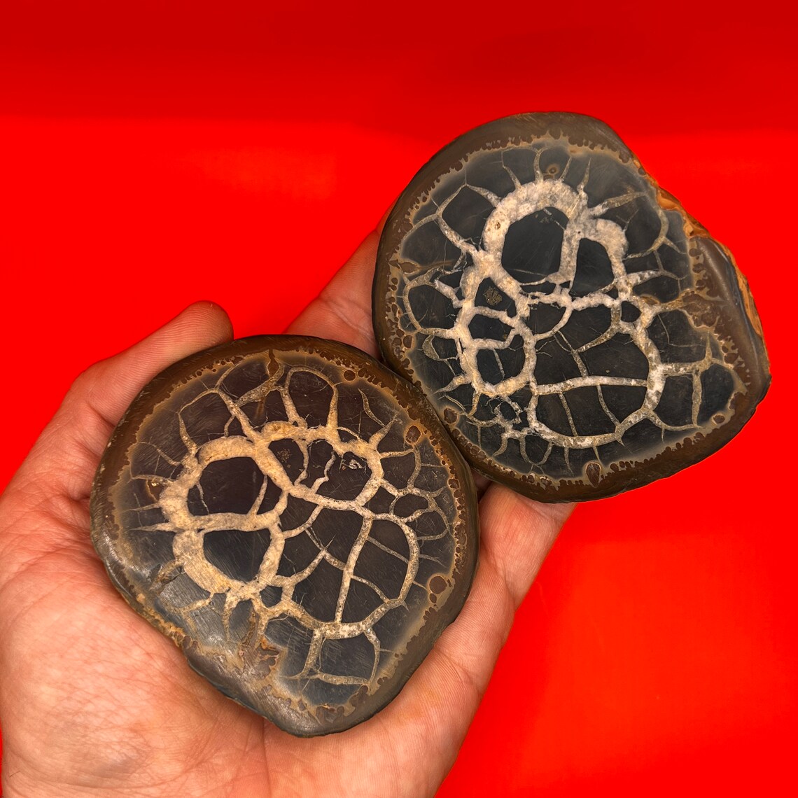 Large Cut & POLISHED 2 SEPTARIAN Nodules Morocco 0.5 - 1 Lb (matching ...