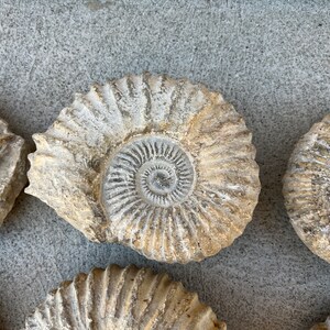 Flash Sale!!** LARGE (1) Raw Ammonite Fossil Cephalopod Perfect Gift ...