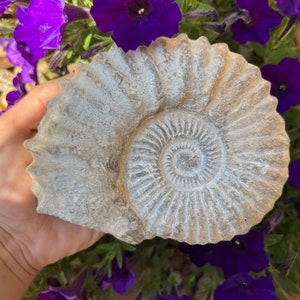 Flash Sale!!** LARGE (1) Raw Ammonite Fossil Cephalopod Perfect Gift ...