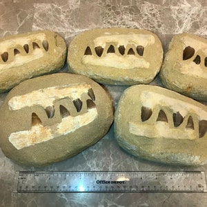 Flash Sale!!** Mosasaur Teeth Fossil Specimen in Matrix Mosasaur Jaw ...