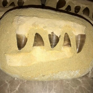 Flash Sale!!** Mosasaur Teeth Fossil Specimen in Matrix Mosasaur Jaw ...