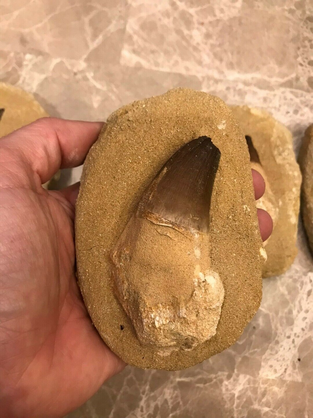 Flash Sale!!** Mosasaur Fossil Tooth (1) Specimen in Matrix Large Tooth ...