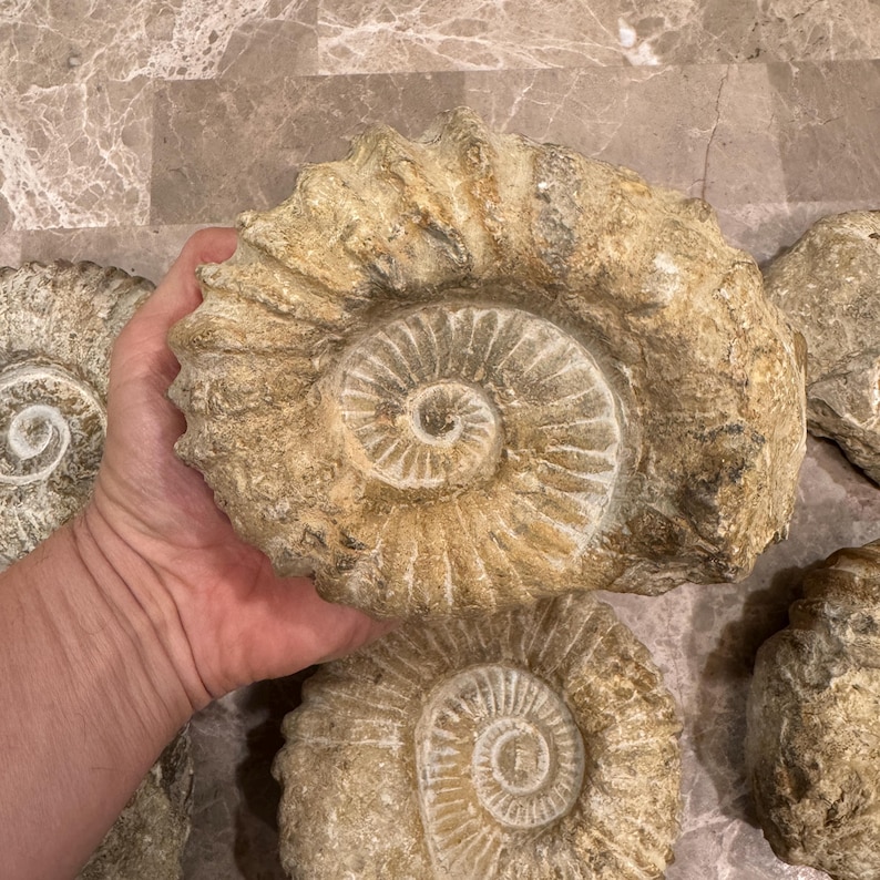 EXTRA LARGE (1) Raw Ammonite Fossil Cephalopod - 250 Million Years Old ...