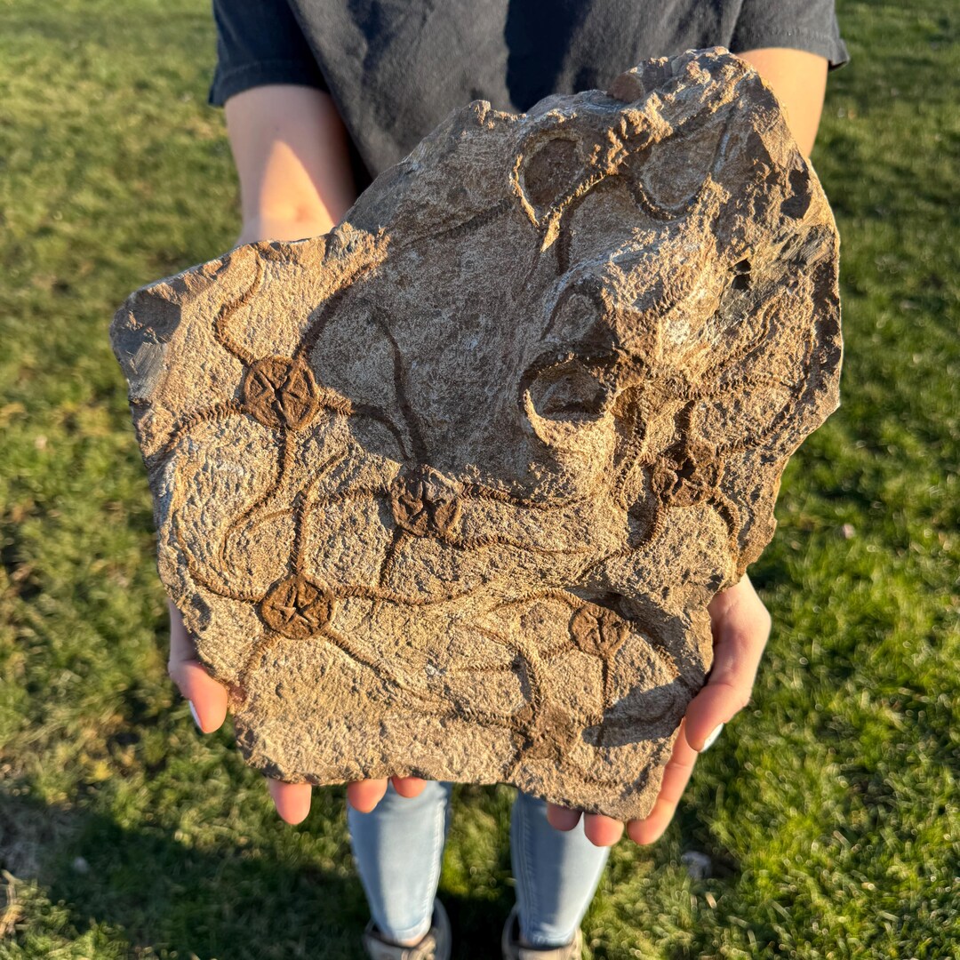 Flash Sale!!** LARGE STARFISH Fossil Geocoma Carinata 150 Million Years ...