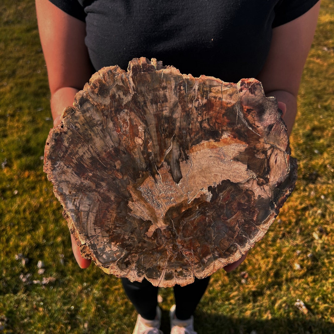 New Years Sale BEAUTIFUL RAINBOW Arizona Petrified Wood Slab-polished ...