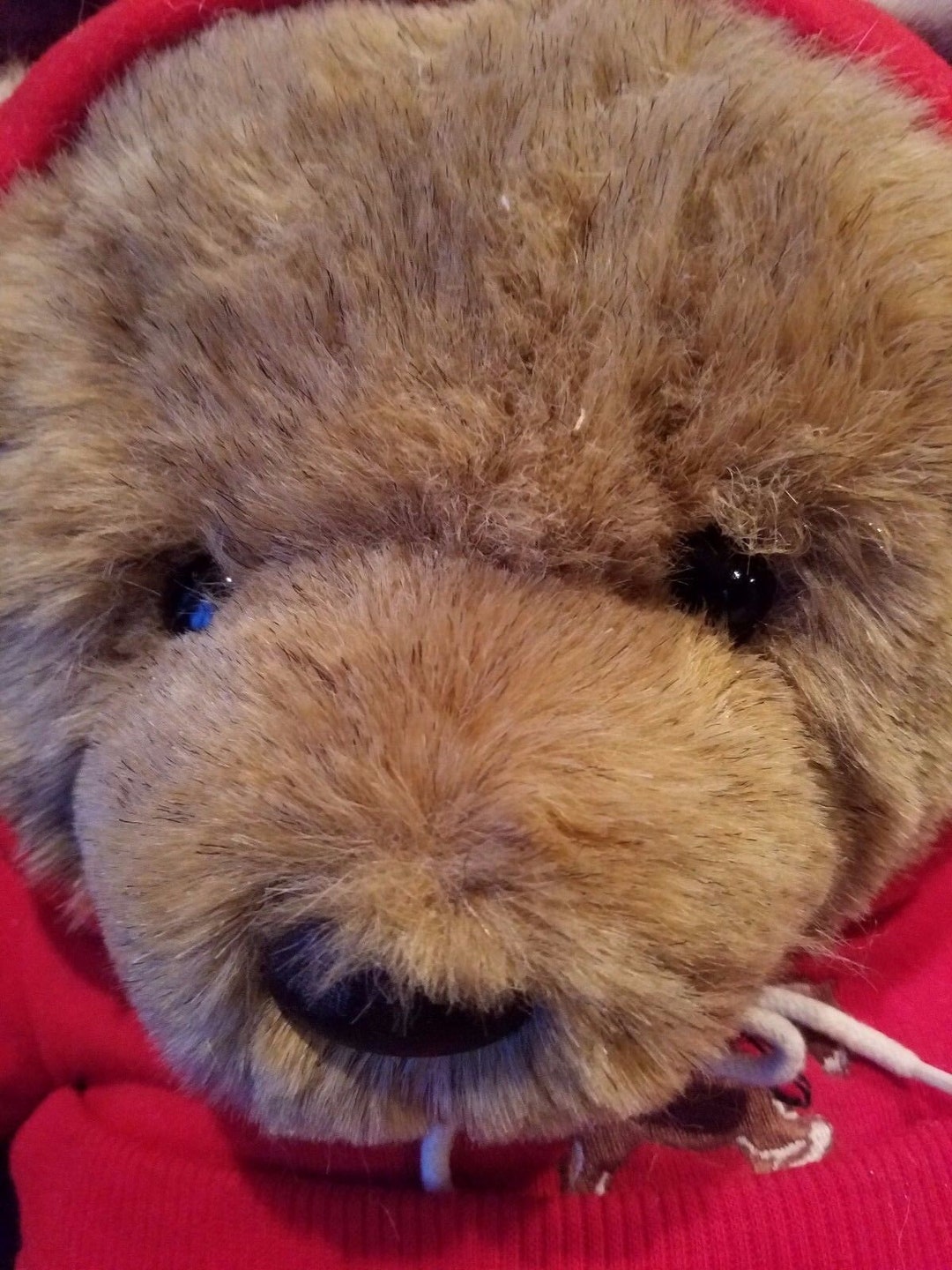 Budweiser Bear Cuddly Bear Big 21" the Cutest & Cuddlyest Not Jointed ...