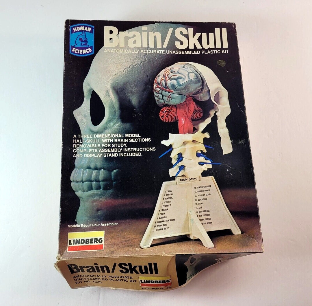 Vintage 1982 Lindberg Science Kits Brain / Skull Model Kit CIB New Old ...