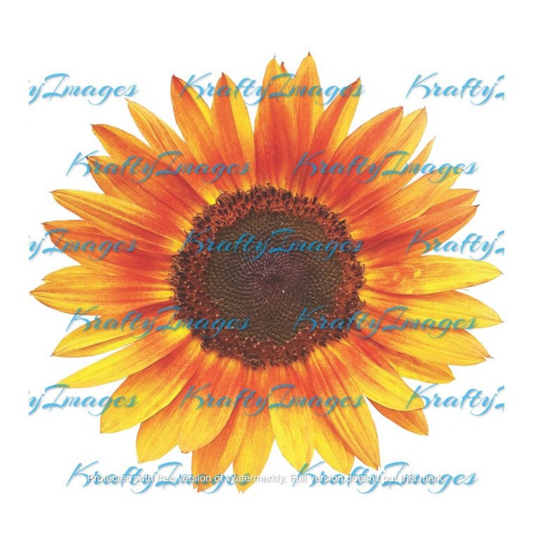 Sunflower Waterslide - Etsy