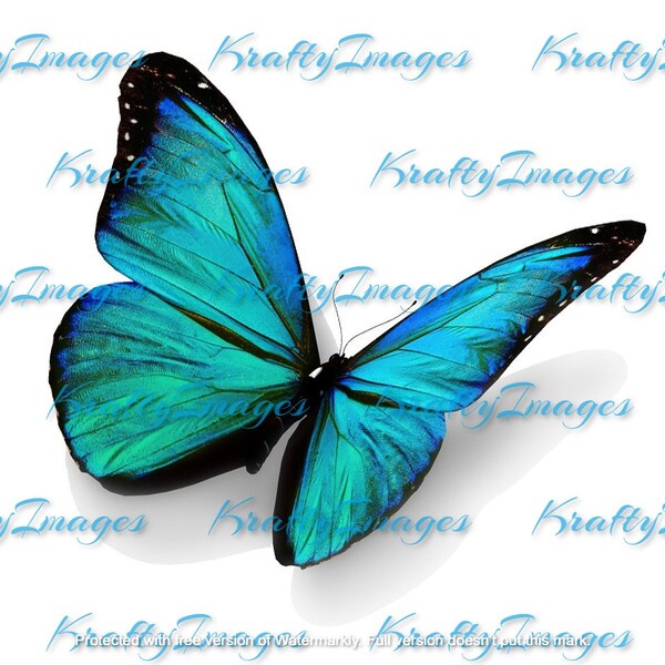 Teal Blue Butterfly - Etsy