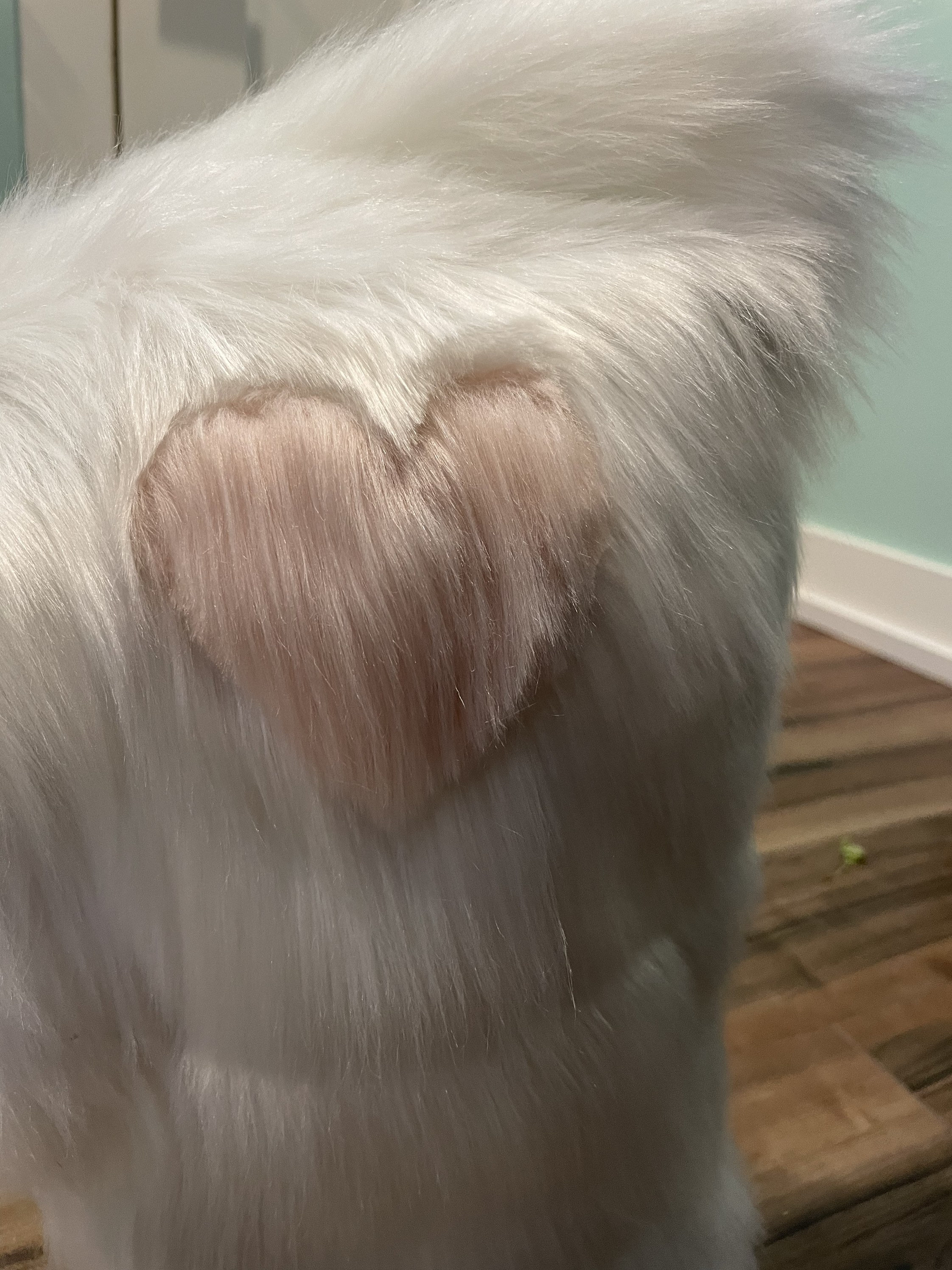 Fursuit Head Premade Raptor Mask Dinomask - Etsy