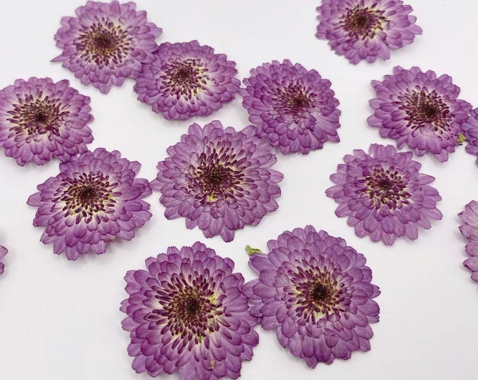Dried Real Flowers for Crafts Pressed Red Crystal Chrysanthemum Dry ...