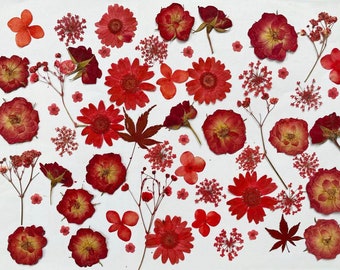 Pressed Flowersa Pack of 6 PCS Dried Pressed Flowers - Etsy