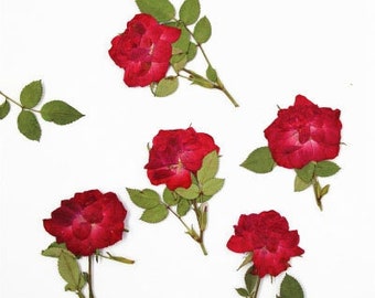 Real Dried Pressed Flowers Red Mini Rose 16 Pieces - Etsy