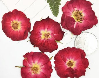 Pressed Flowers12 Pcs/packpressed Flowerspurple Real - Etsy