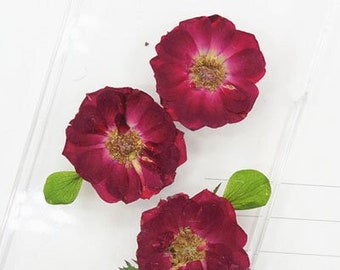 Real Dried Pressed Flowers Red Mini Rose 16 Pieces - Etsy