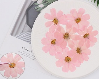 Pressed Flowers,blue White Dried Pressed ,lavender Preserved Pressed ...